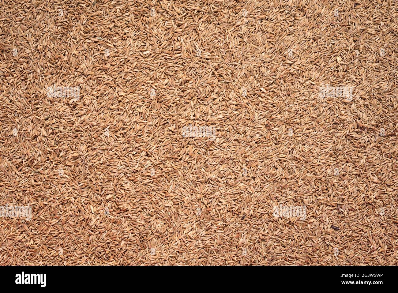 Meadow bluegrass seeds background Stock Photo - Alamy