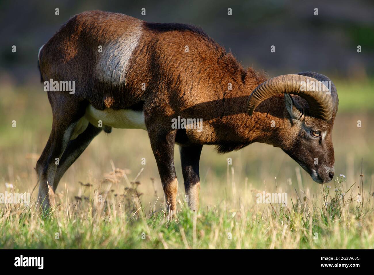 Mufflon male ovis orientalis hi-res stock photography and images - Alamy