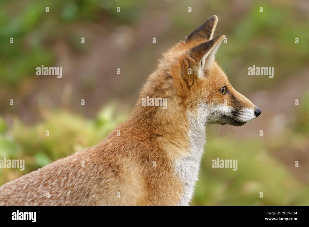 Fox canis vulpes hi-res stock photography and images - Alamy