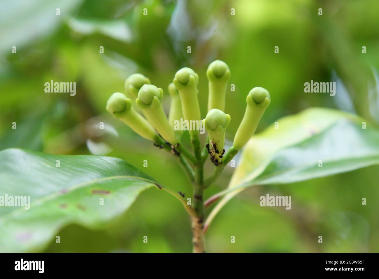 Clove Tree High Resolution Stock Photography and Images - Alamy