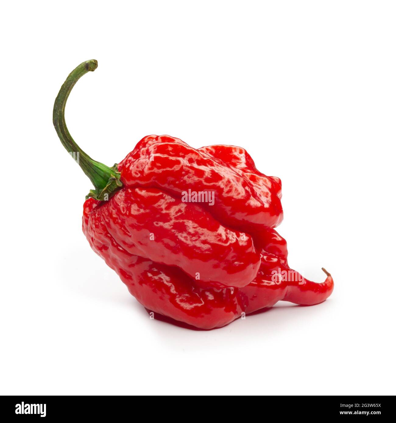 Carolina Reaper, the hottest chile pepper Capsicum chinense, whole ripe ...