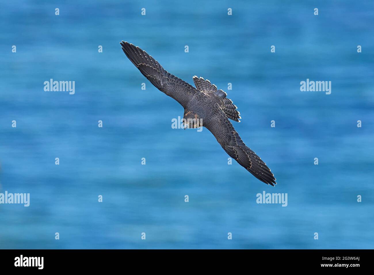 Peregrine falcon (Falco peregrinus) in its natural enviroment in ...