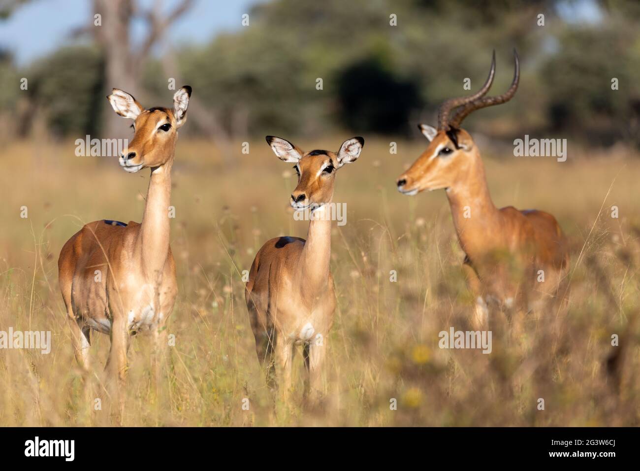 Black faced deer hi-res stock photography and images - Alamy