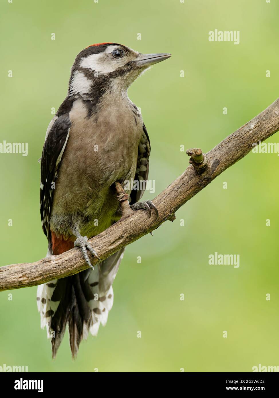 Baby great spotted woodpecker hi-res stock photography and images - Alamy
