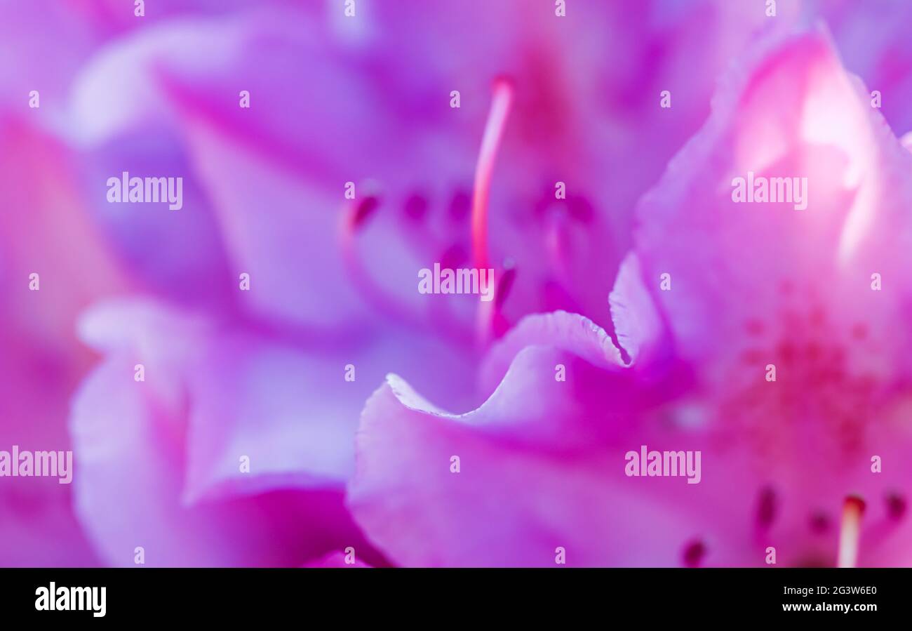 Botanical concept - Soft focus, abstract floral background, pink ...