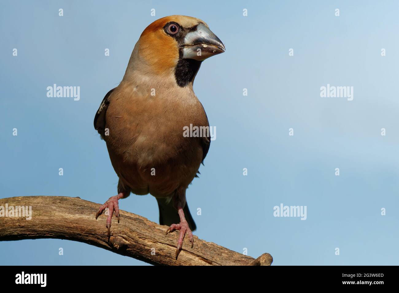Environmental finch portrait hi-res stock photography and images - Alamy