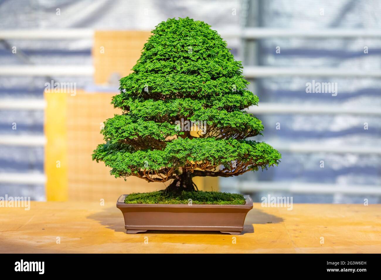 Bonsai. Japanese art of growing trees Stock Photo - Alamy