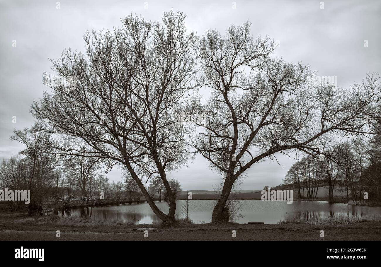 The tree in the pond Stock Photo - Alamy