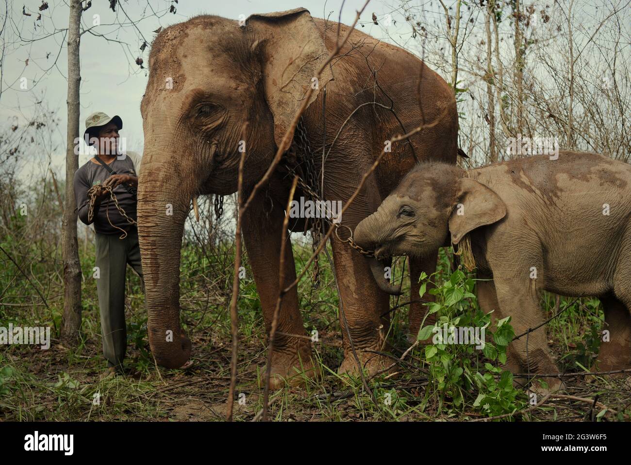 Rebo, a mahout, preparing his elephants to a walk back to the elephant ...