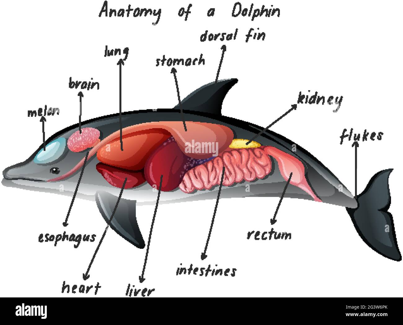 Anatomy of a Dolphin illustration Stock Vector Image & Art - Alamy