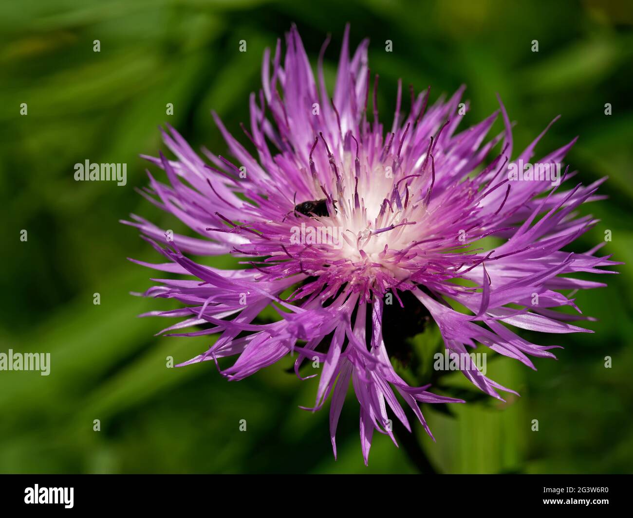 Flake flower hi-res stock photography and images - Alamy