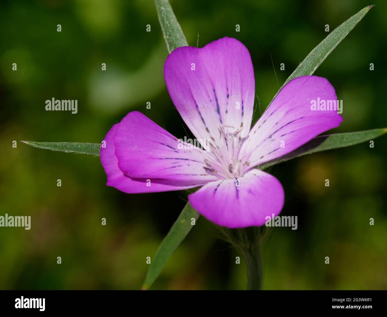 Corn cockle hi-res stock photography and images - Alamy