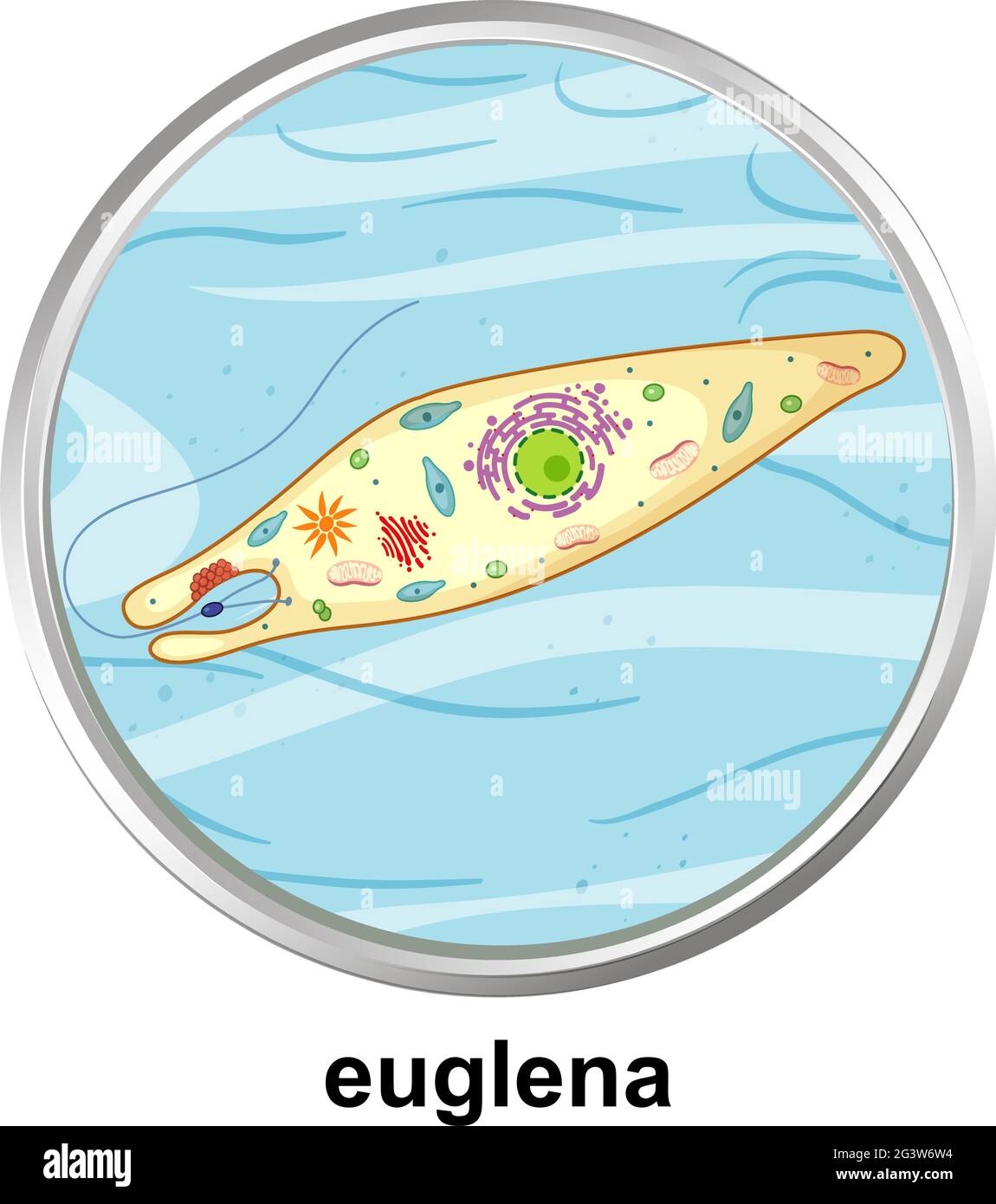 Anatomy structure of Euglena on white background illustration Stock ...
