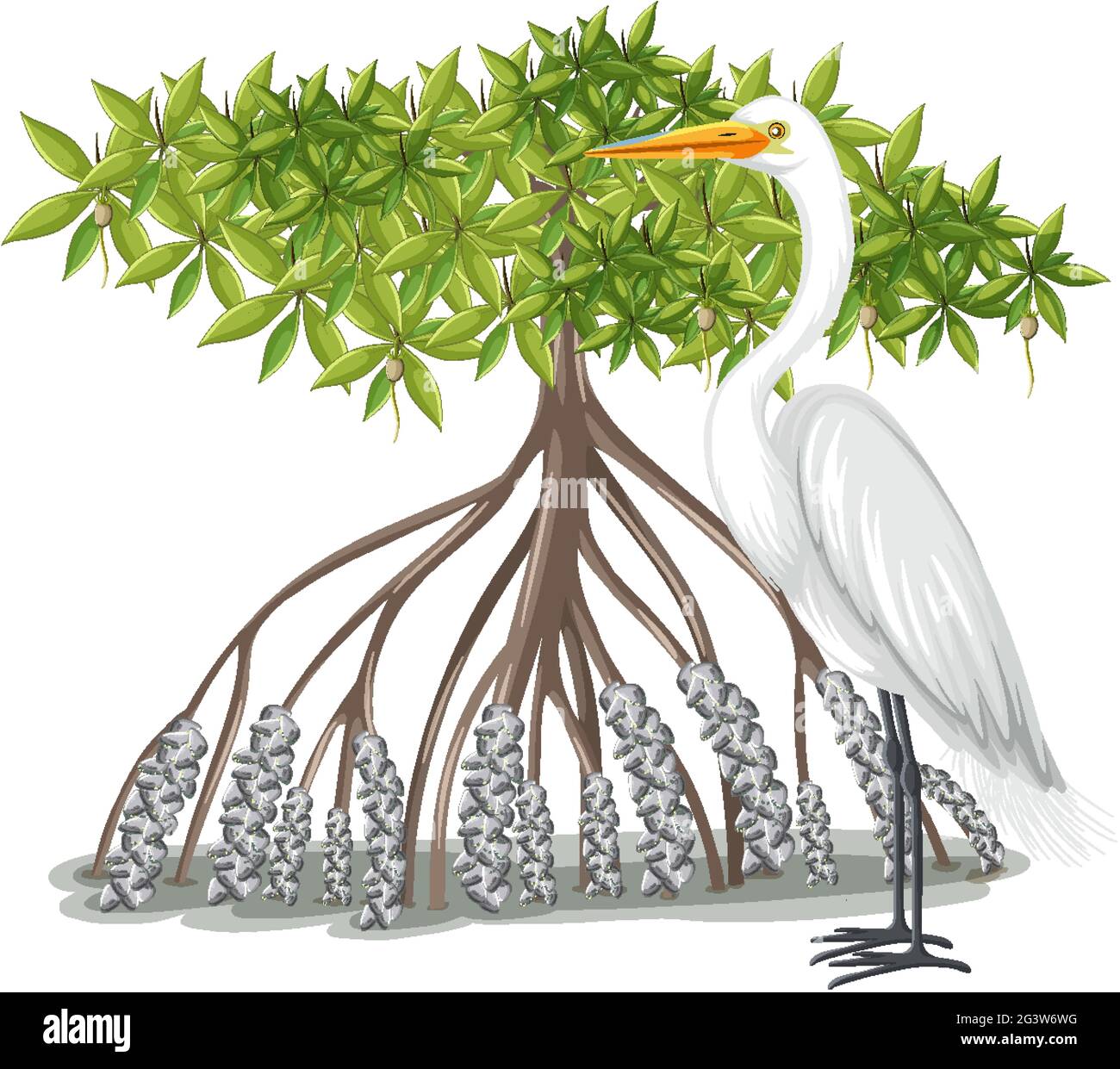 Great Egret with Mangrove Tree in cartoon style on white background ...