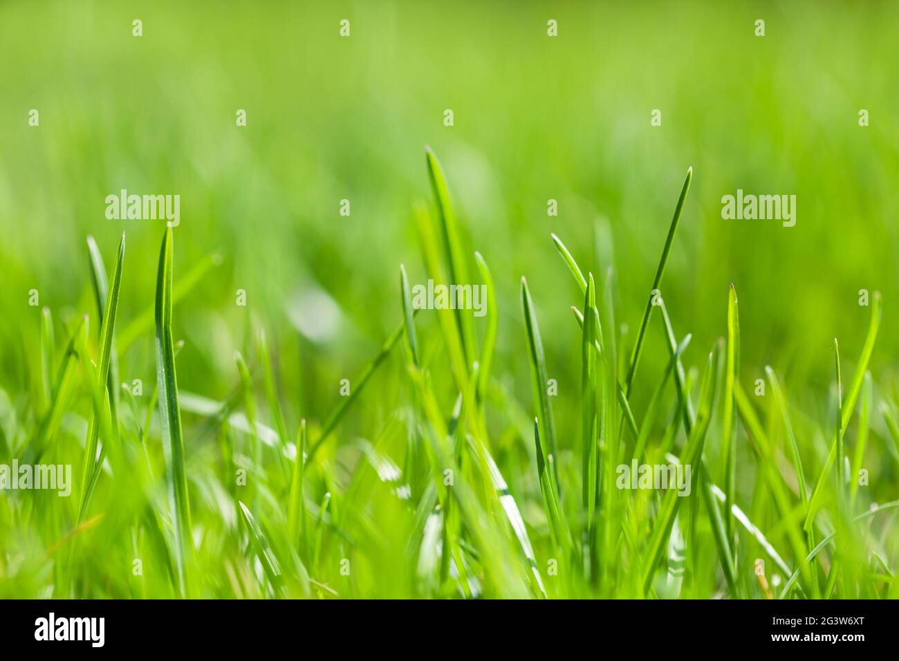 Sunny spring grass field closeup background Stock Photo - Alamy