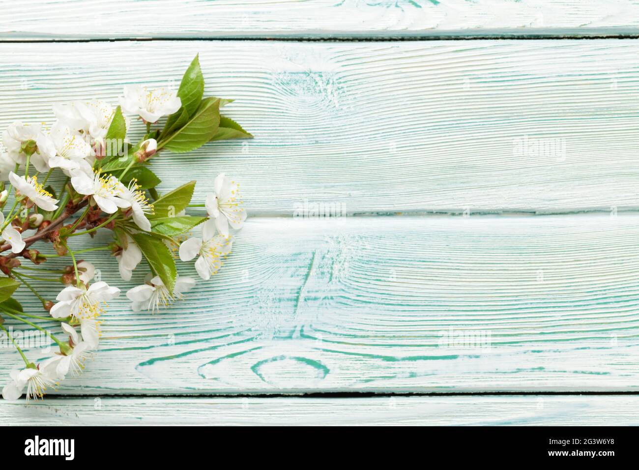 Cherry blossom over blue wooden background. Spring backdrop with sakura ...