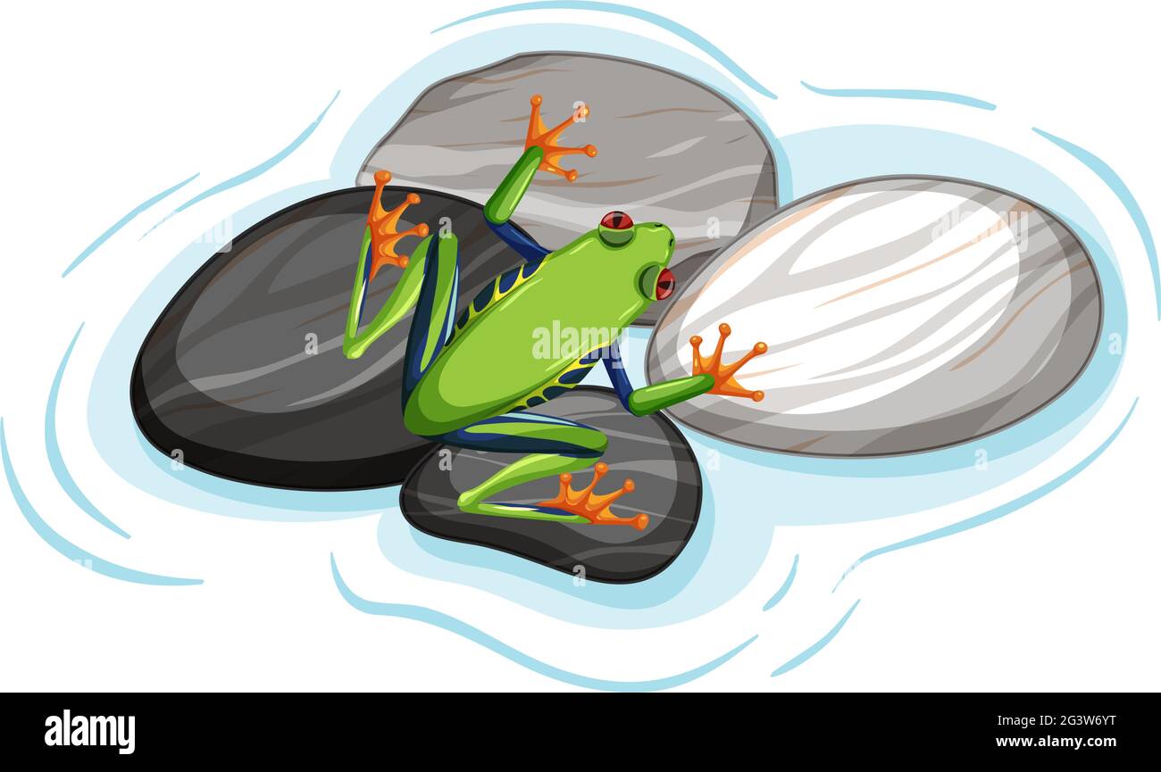 Top view of a green frog on stones leaf isolated illustration Stock ...
