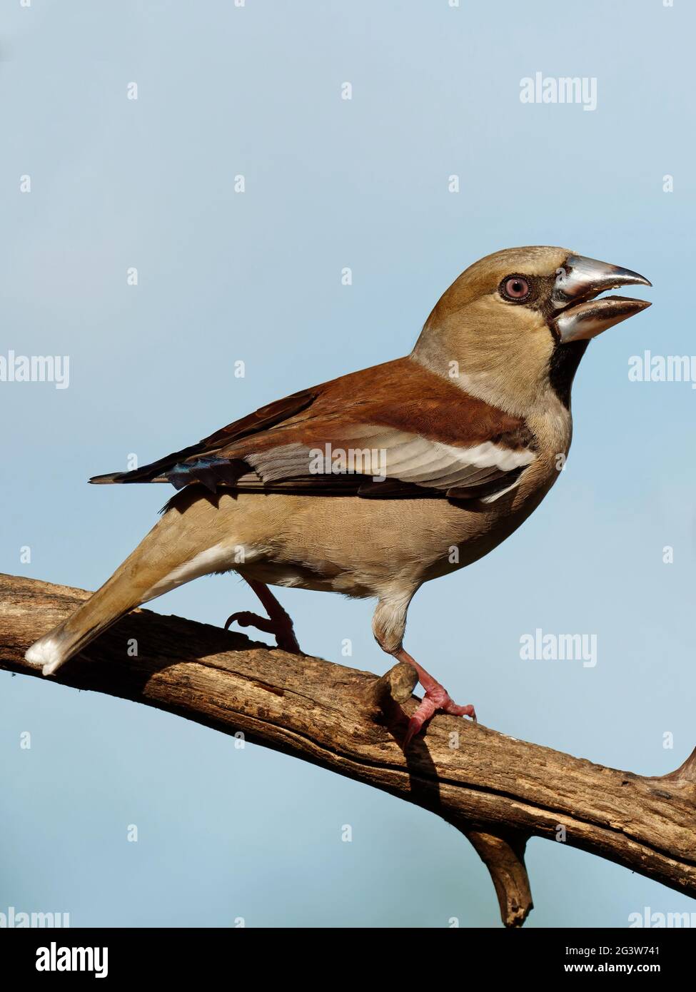 Juvenile green finch hi-res stock photography and images - Alamy