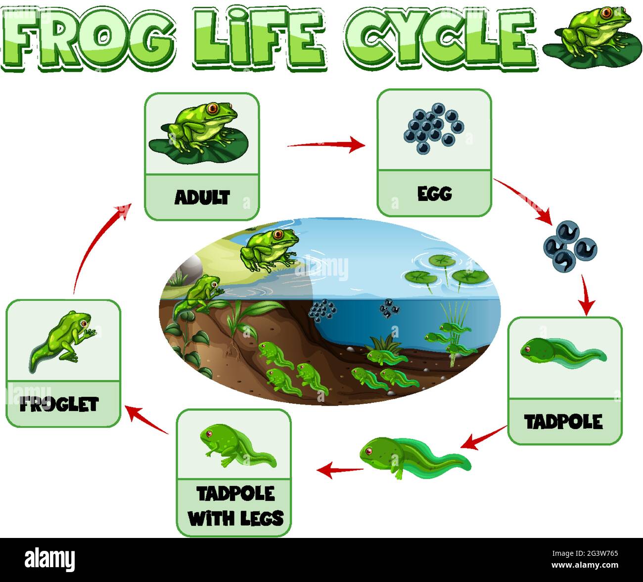 Diagram showing life cycle of Frog illustration Stock Vector Image ...