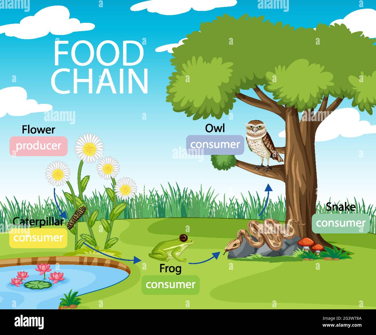 Food chain diagram concept on forest background illustration Stock ...