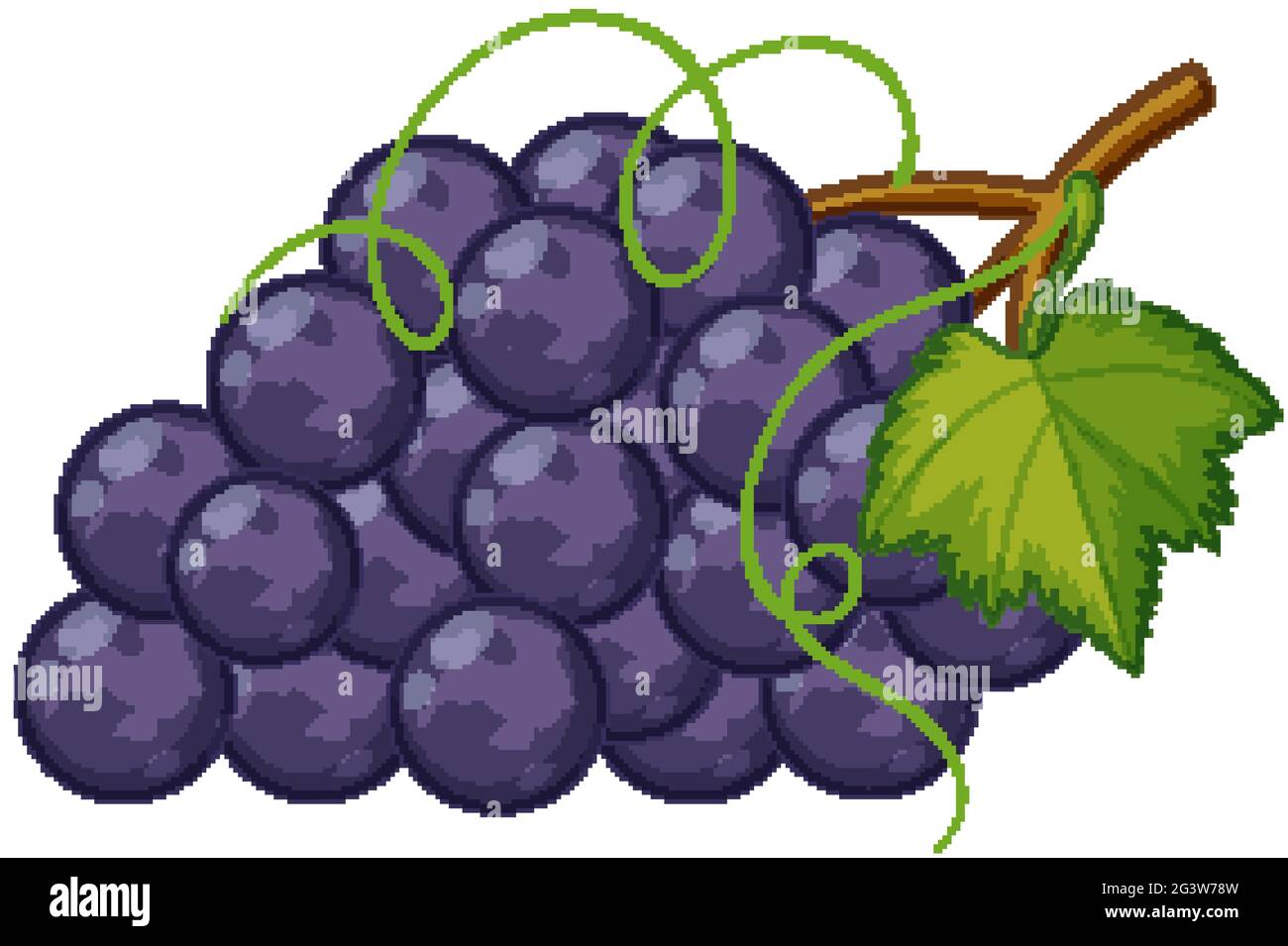 Purple grapes cartoon style isolated on white background illustration ...