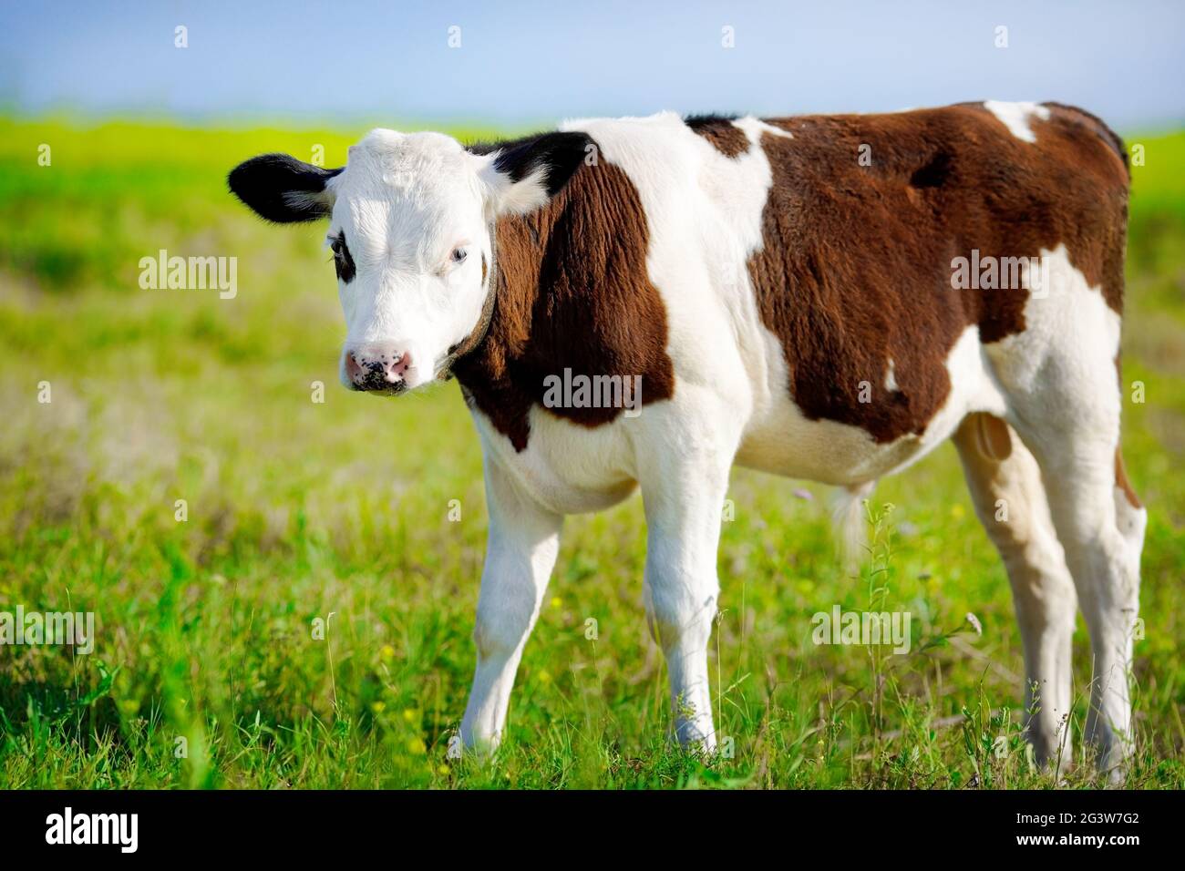 A young beautiful bull grazing on a green meadow on a bright Sunny day ...