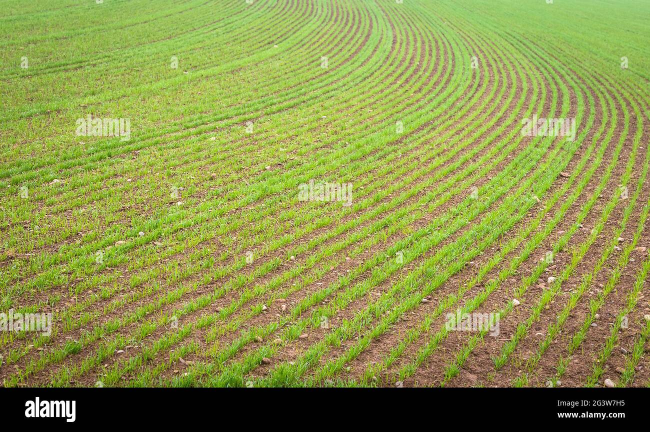 Natural environment background. Farmland detail with growing ...