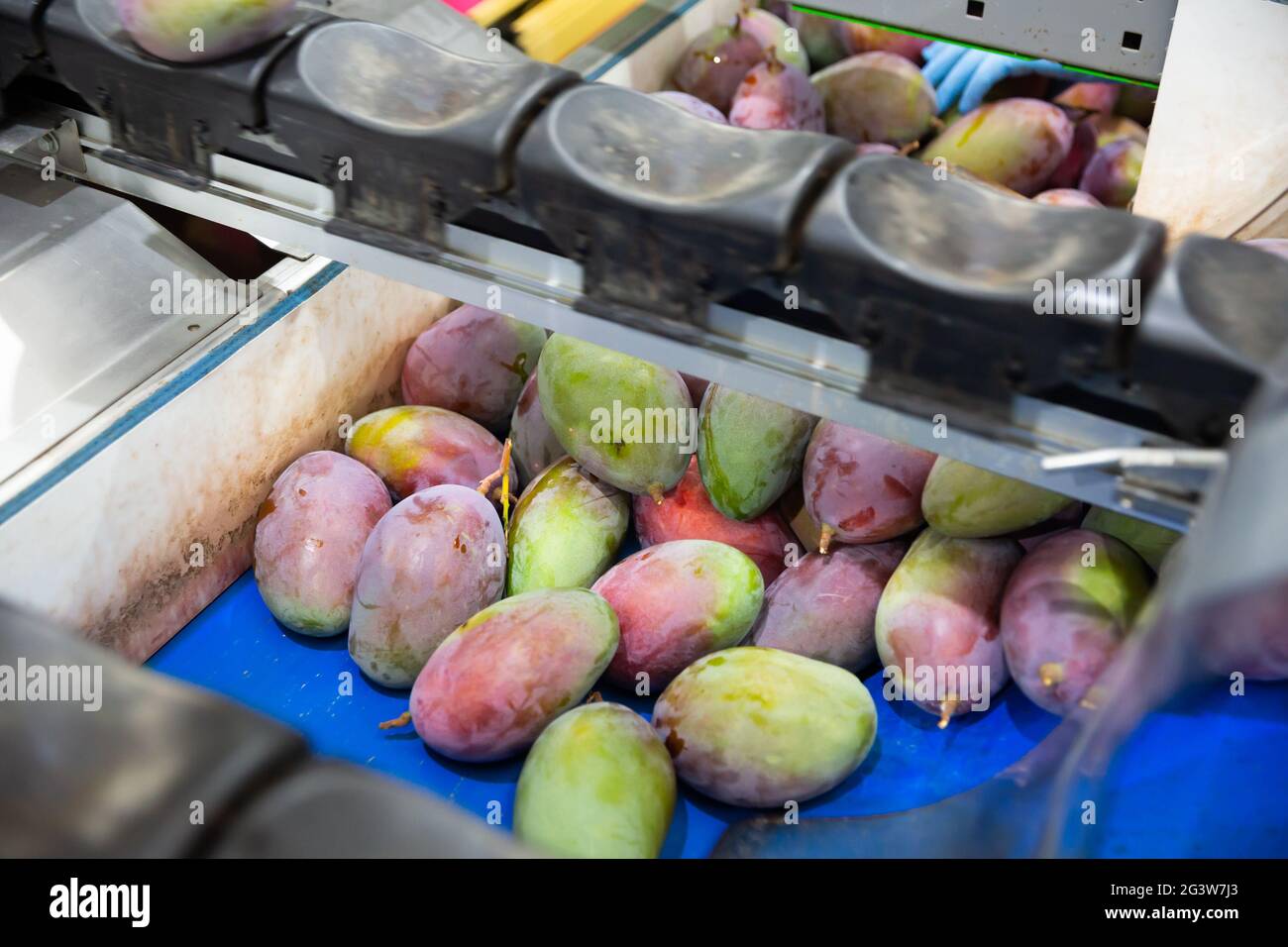 Mango on conveyor belt of sorting line Stock Photo - Alamy
