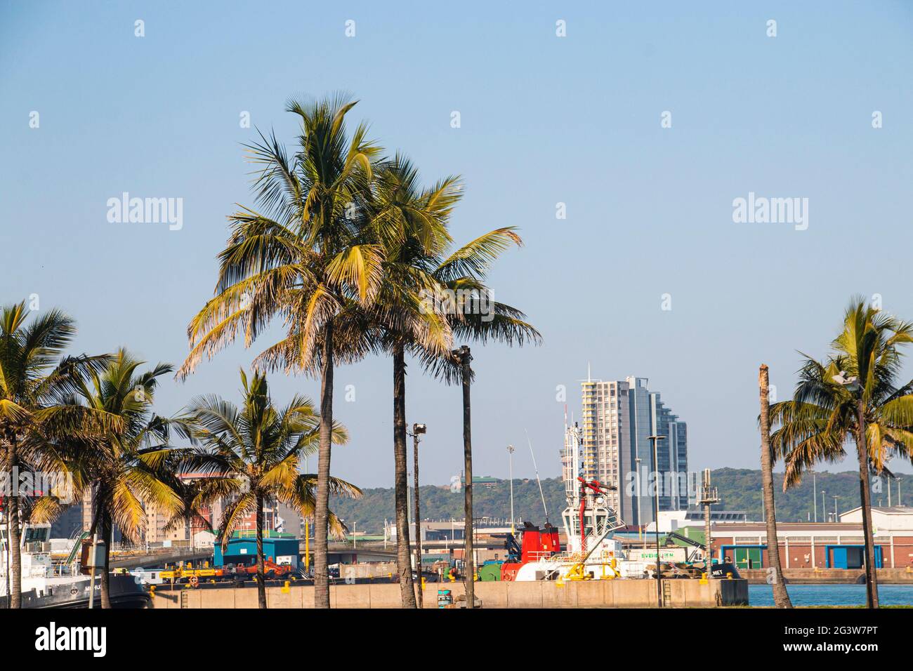 Palm trees growing on grassy banks of durban harbour Stock Photo - Alamy