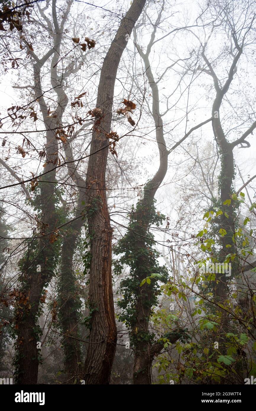 Trees with misty fog in a woodland Stock Photo - Alamy