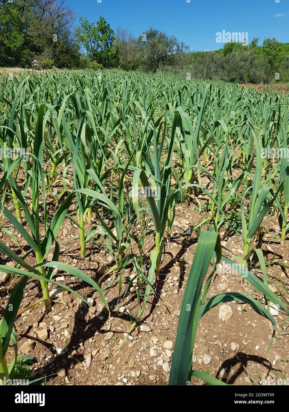 A field of organically grown garlic Stock Photo - Alamy