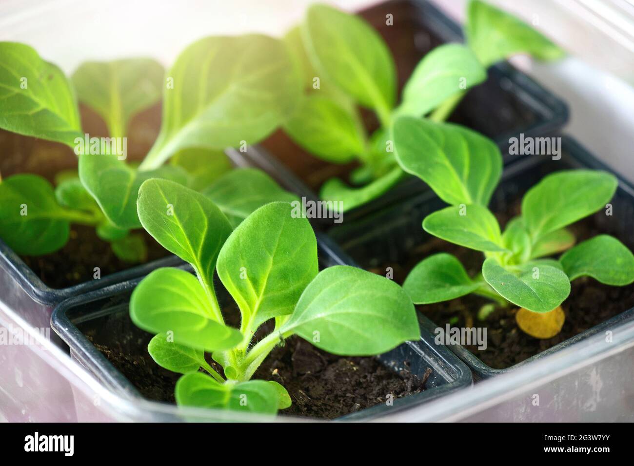 Seedlings in pots hi-res stock photography and images - Alamy