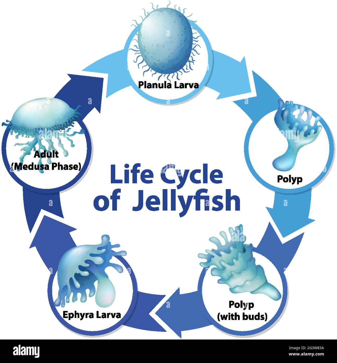 Jellyfish Diagram