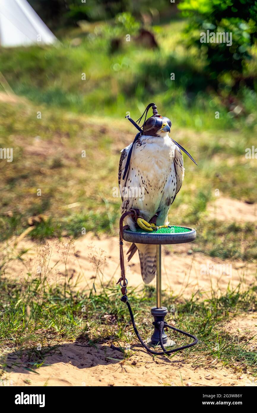Blind falcon with a hood, Falco, on a perch, domesticated Stock Photo ...