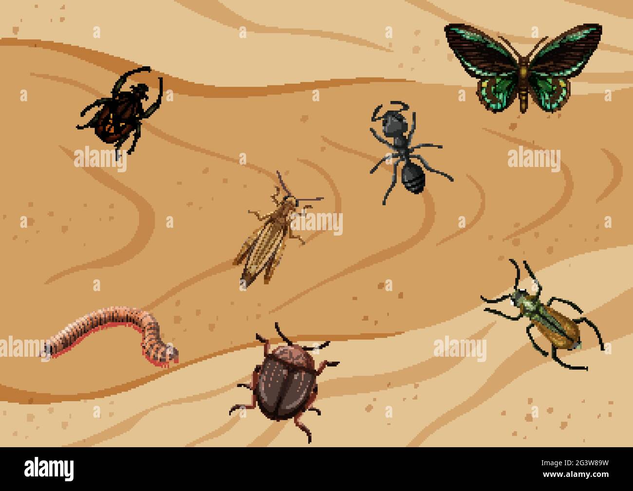 Top view of different types of insect illustration Stock Vector Image ...
