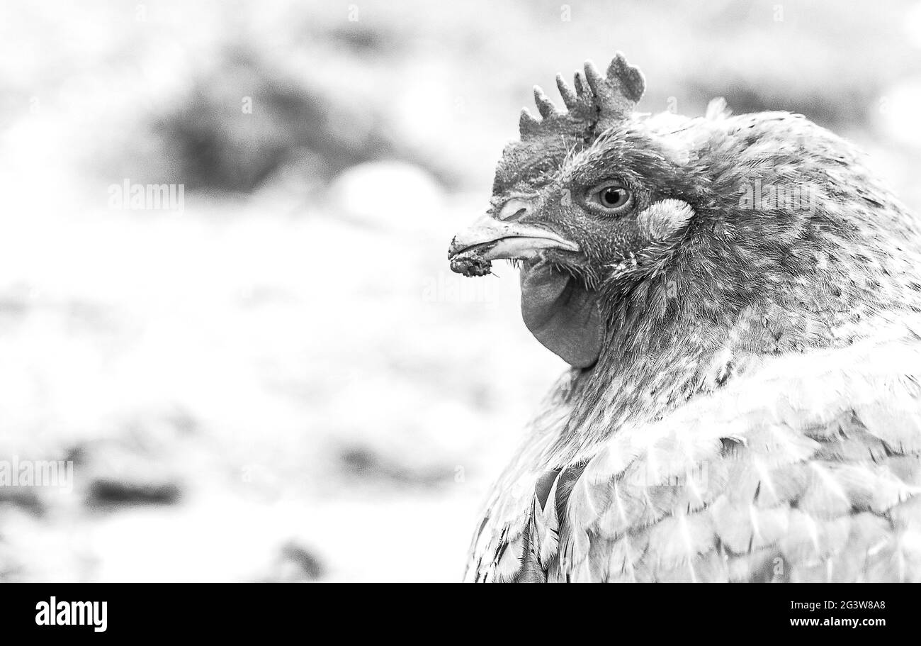 Chicken wing Black and White Stock Photos & Images - Alamy