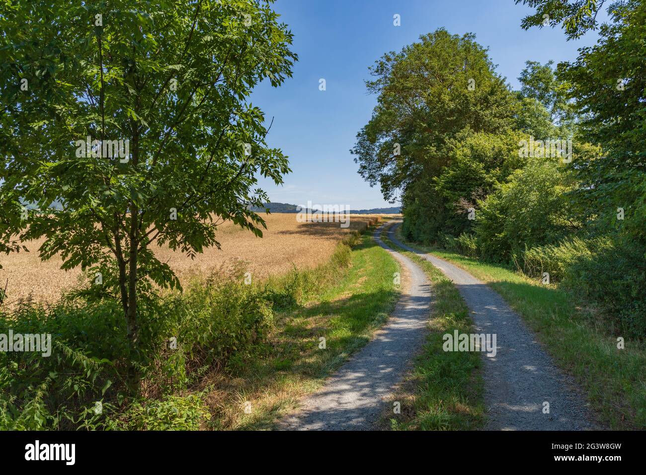 Field path with hedges and trees next to grain field Stock Photo - Alamy