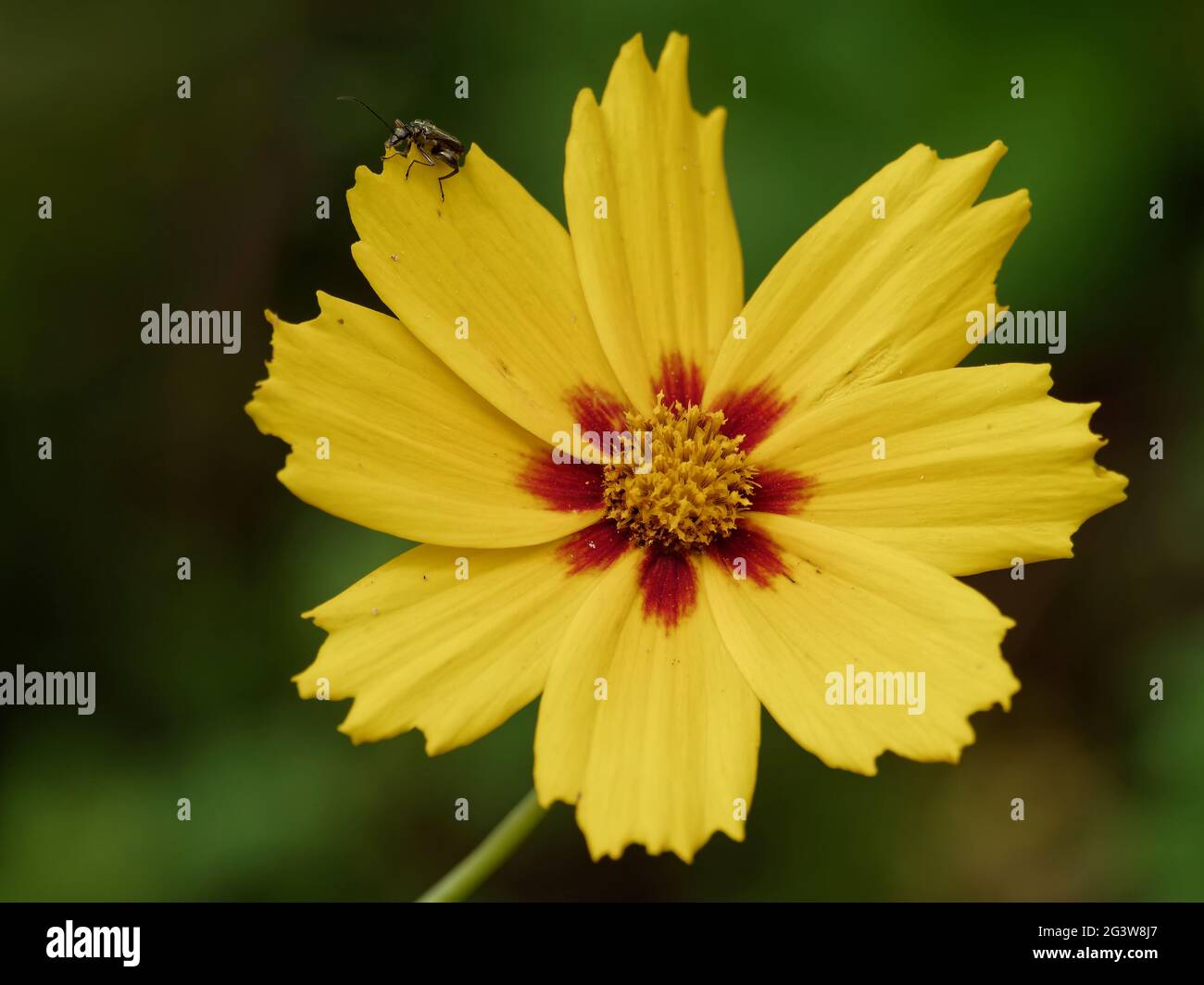 Girls eye hi-res stock photography and images - Alamy