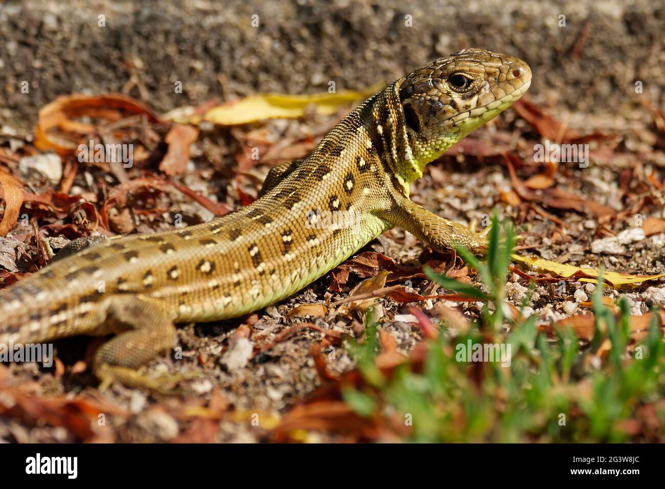 Garden lizard at their natural habitat hi-res stock photography and ...