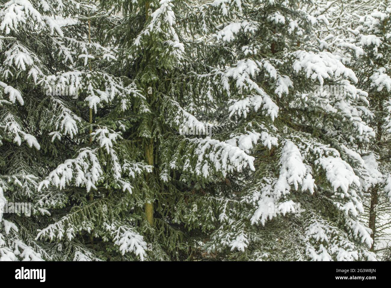 Snow on spruce branches Stock Photo - Alamy