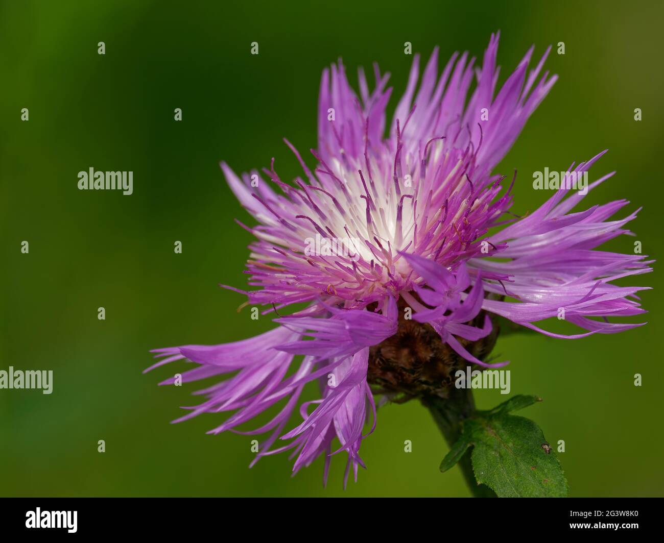 Common knapweed hi-res stock photography and images - Alamy