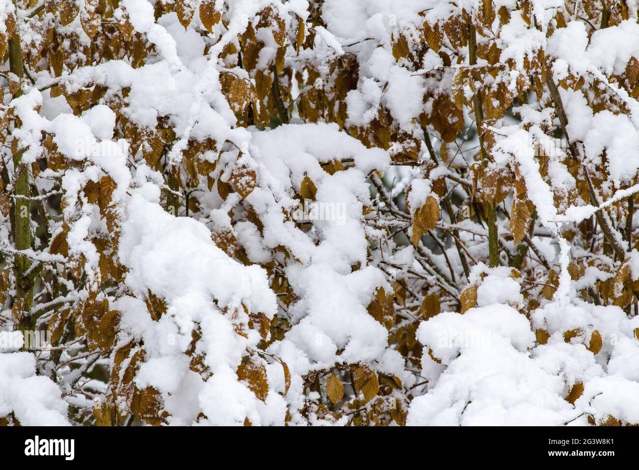 Hedge and snow hi-res stock photography and images - Alamy