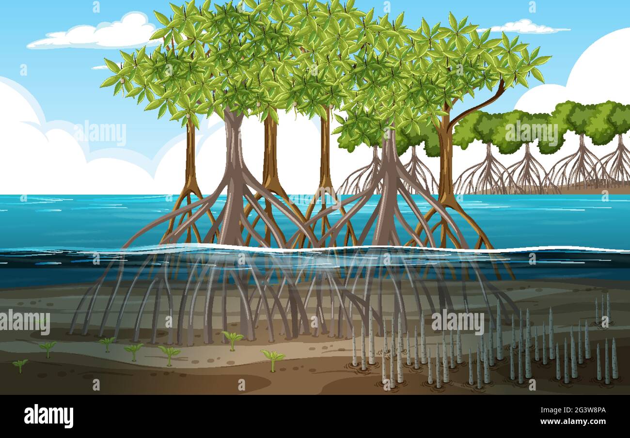 Mangrove Ecosystem Clipart