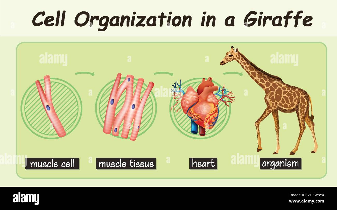 Diagram showing cell organization in a giraffe illustration Stock ...