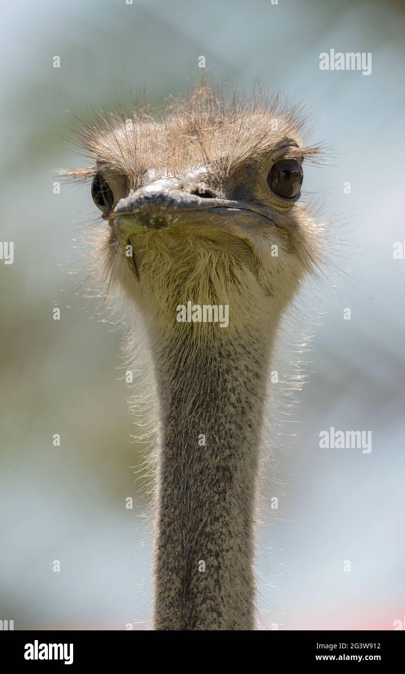 Close up of a Beautiful Common Ostrich Head, Namibia Stock Photo - Alamy