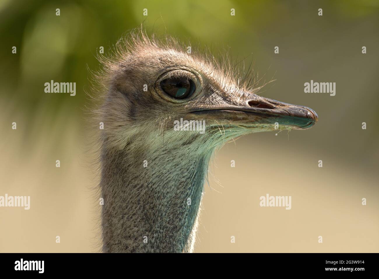 Ostrich Beautiful Portrait High Resolution Stock Photography and Images ...