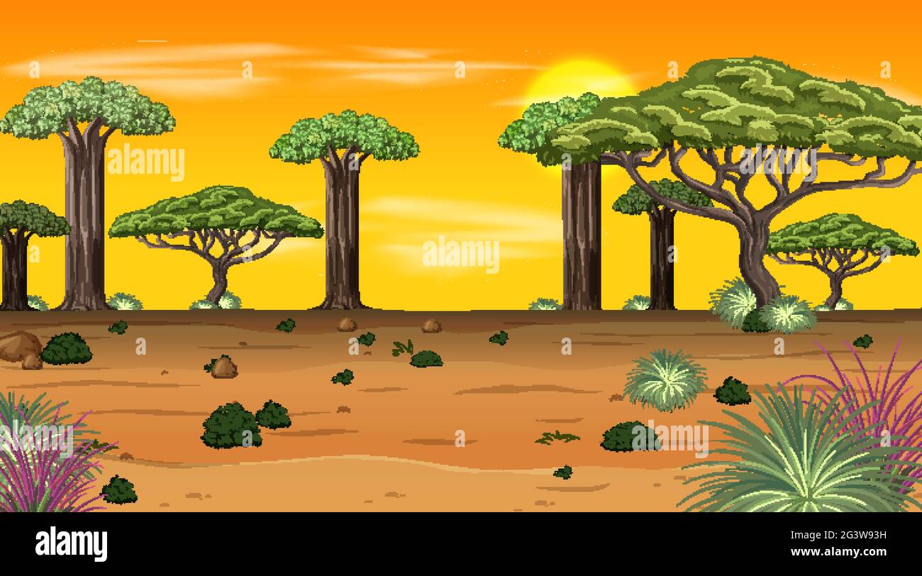 African forest landscape at sunset scene with many big trees ...
