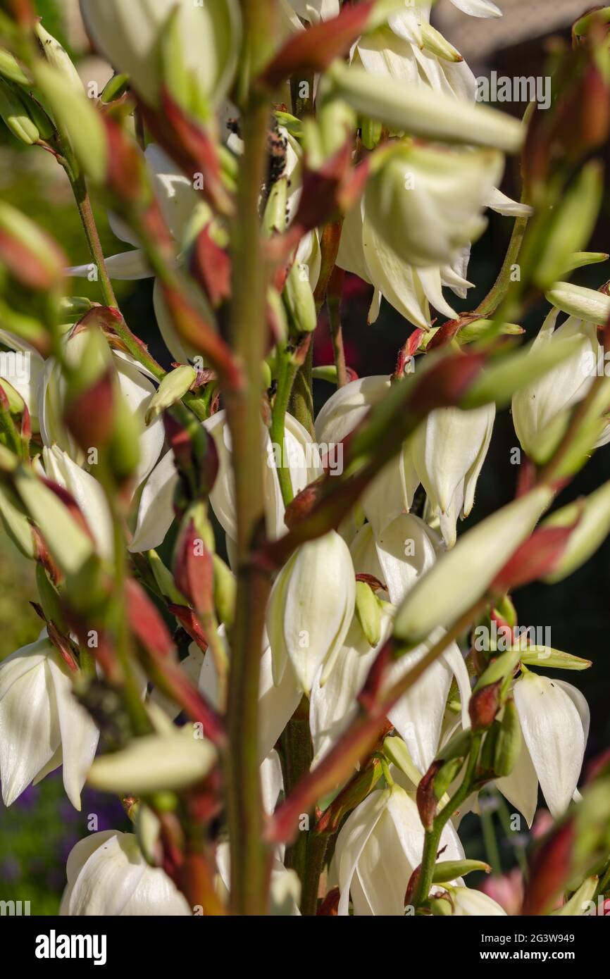 Palm lily hi-res stock photography and images - Alamy