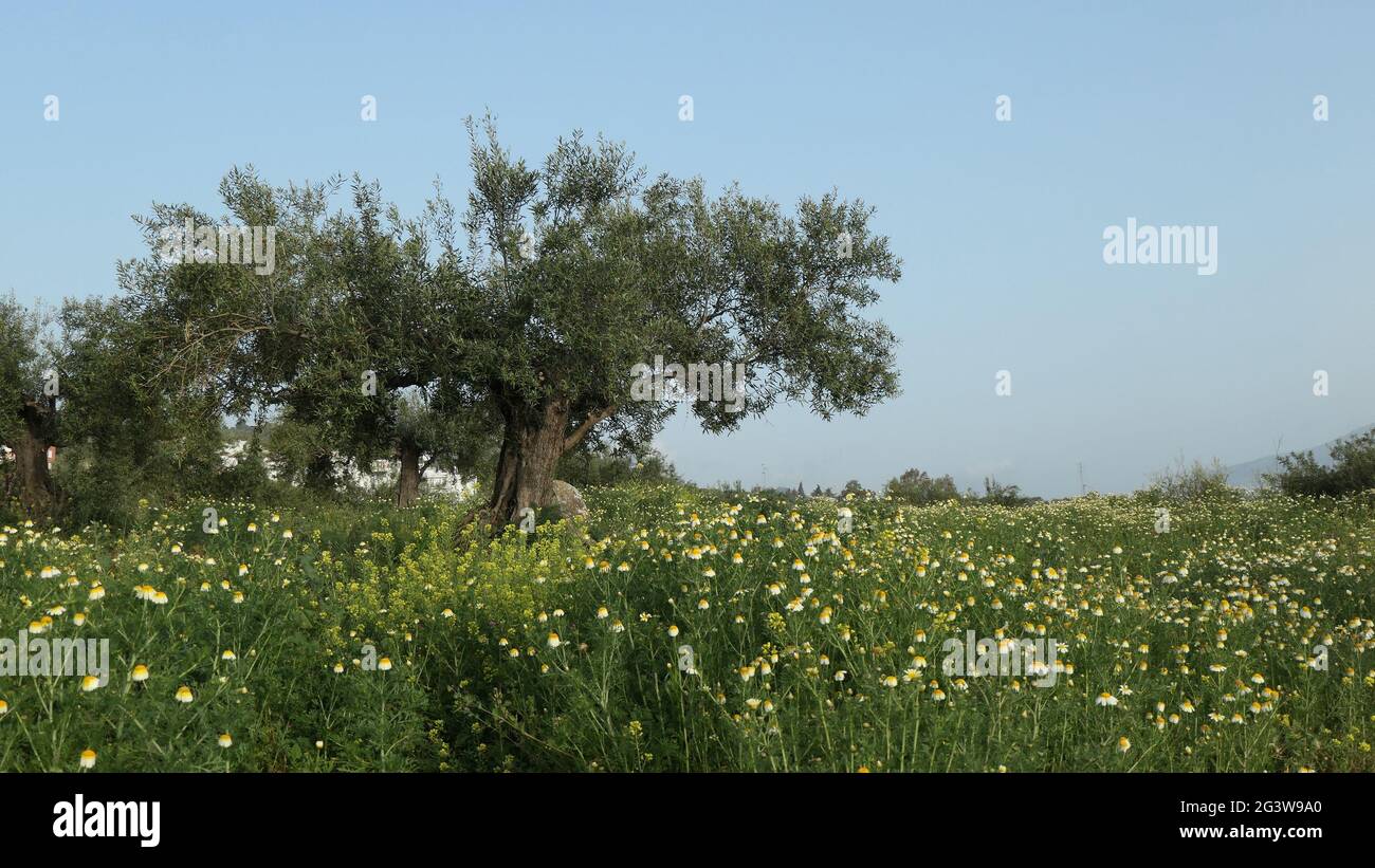 Wild olive tree wood hi-res stock photography and images - Alamy