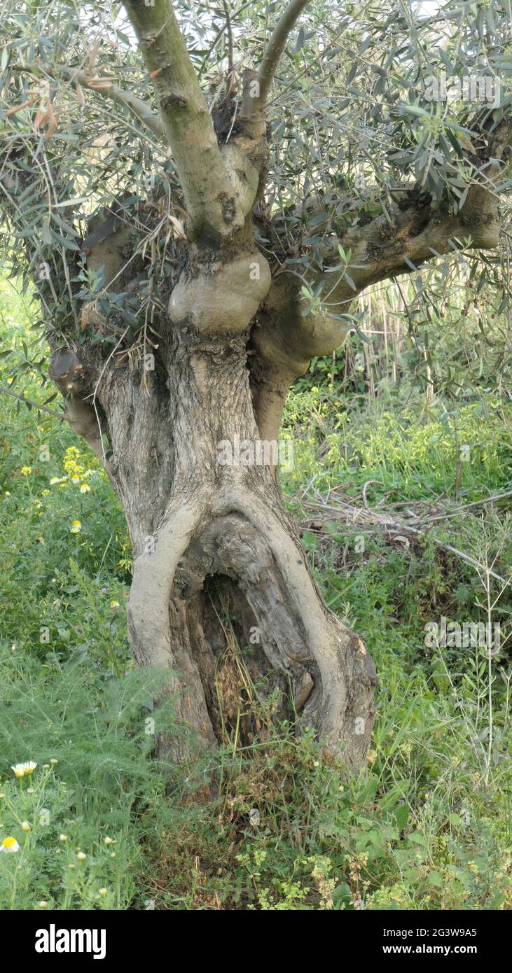 Gnarled olive tree hi-res stock photography and images - Alamy